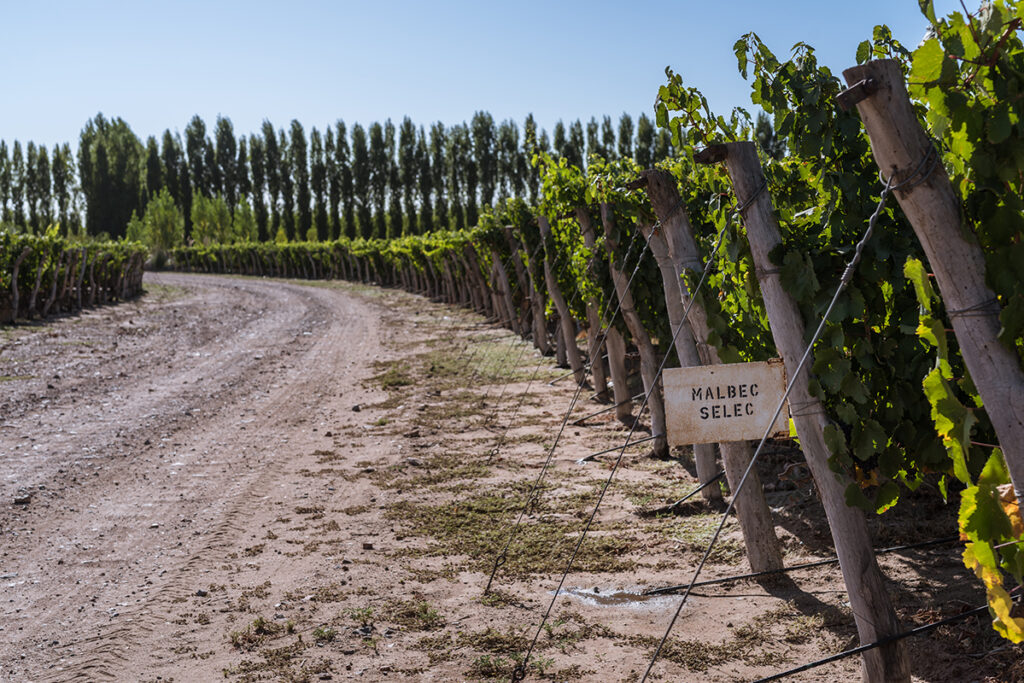History of Malbec and Its Argentine Legacy - Rutini Wines